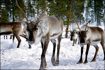 ...A VERY FAIRY GARDEN...: ~Saami people~